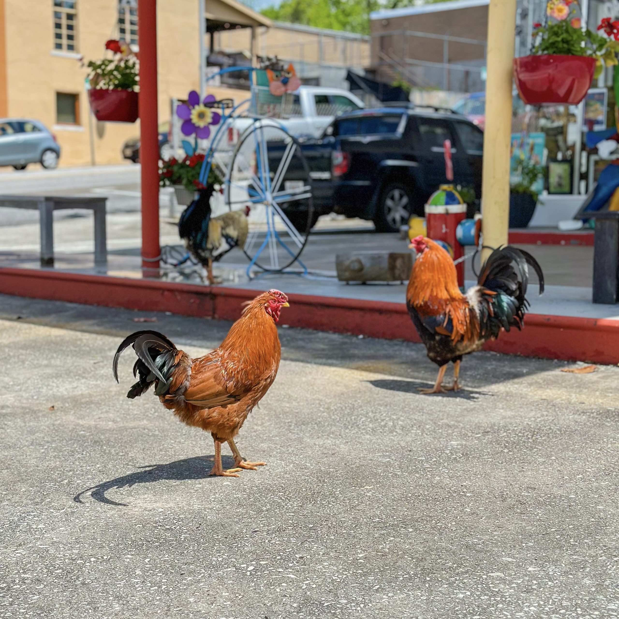 Cool Rooster Sticker - Roosters of Blue Ridge